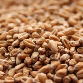 Weyermann® Wheat Malt 1 lb / 1.6 – 2.3°L - BrewerSupporter