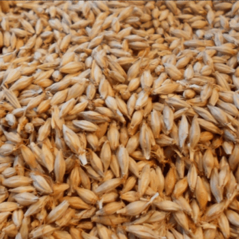 Thomas Fawcett – Amber Malt 1 lb / 38 - 48°L - BrewerSupporter